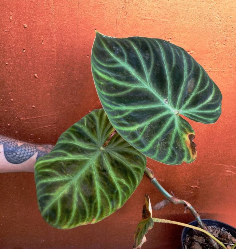 Araignée rouge : comment lutter contre ? [Traitement naturel]