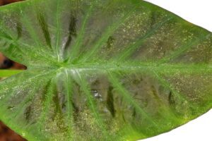 Araignée rouge : comment lutter contre ? [Traitement naturel ...